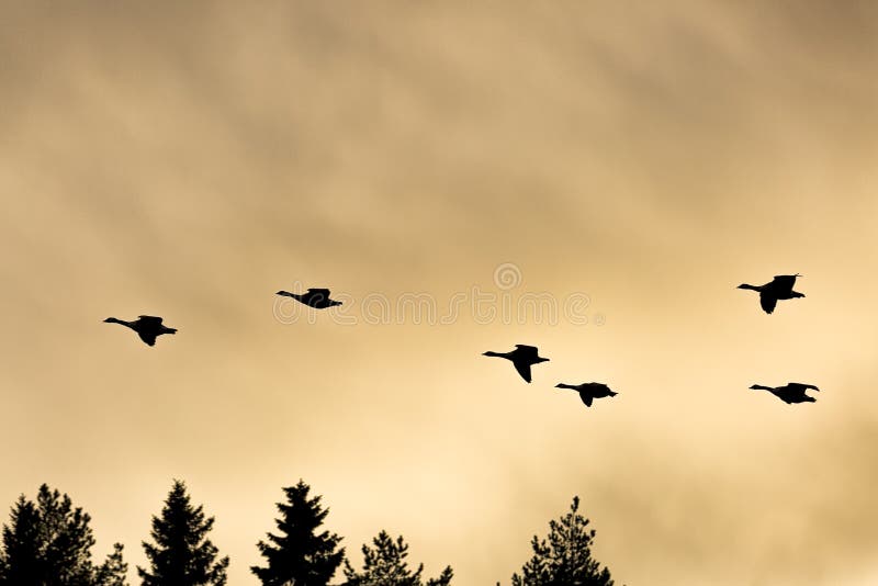 Canada Geese Flying stock image. Image of trees, cloudy - 79762813