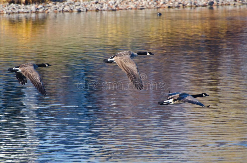 Canada Geese Flying Over Water in Autumn Stock Image - Image of animal ...