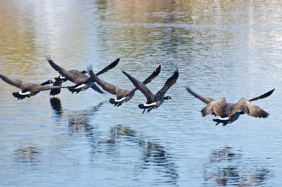 Canada Geese Flying Over Water Stock Photo - Image of wildlife, flying ...