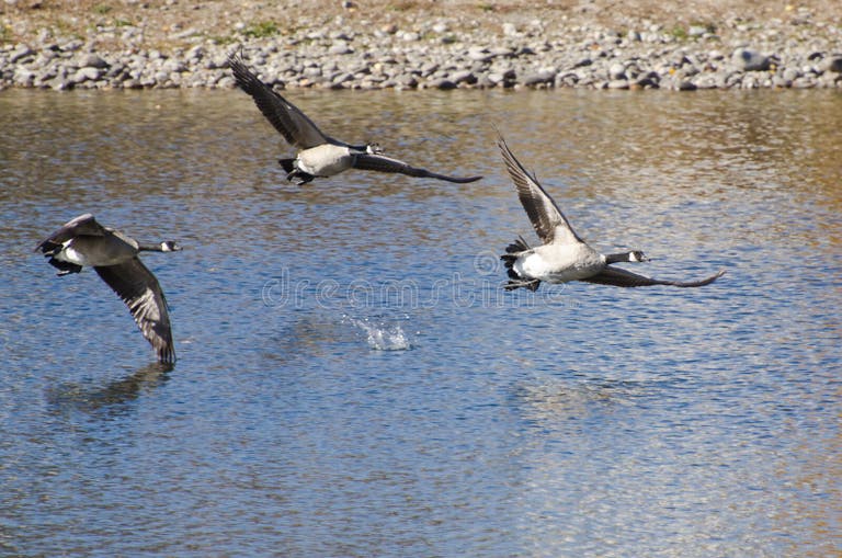 Canada Geese Flying Over Water Stock Photo - Image of canada, lake ...