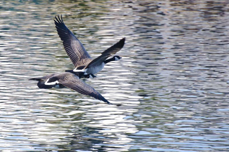 Canada Geese Flying Over Water Stock Photo - Image of animal, north ...