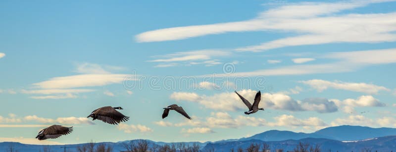 Canada Geese Flying in the Rocky Mountains Stock Image - Image of ...