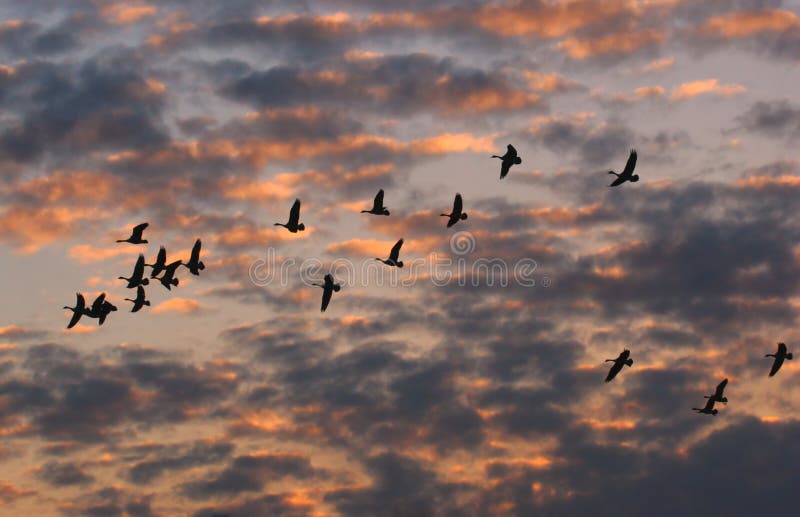 Canada Geese Flying at Sunset Stock Image - Image of feathers, duck ...