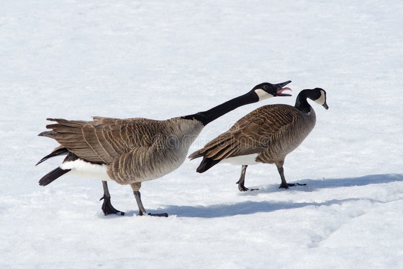 Goose Yelling Stock Photos - Free & Royalty-Free Stock Photos from ...