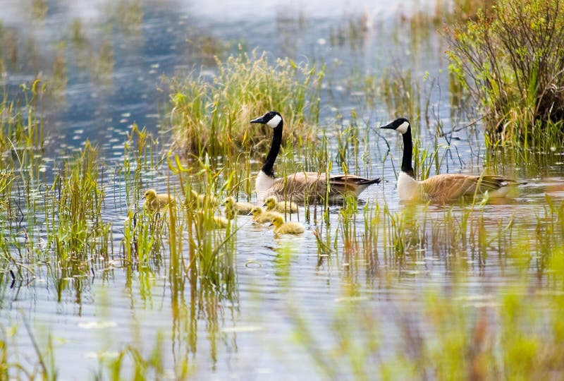 Canadian geese stock image. Image of wildlife, float - 39003057
