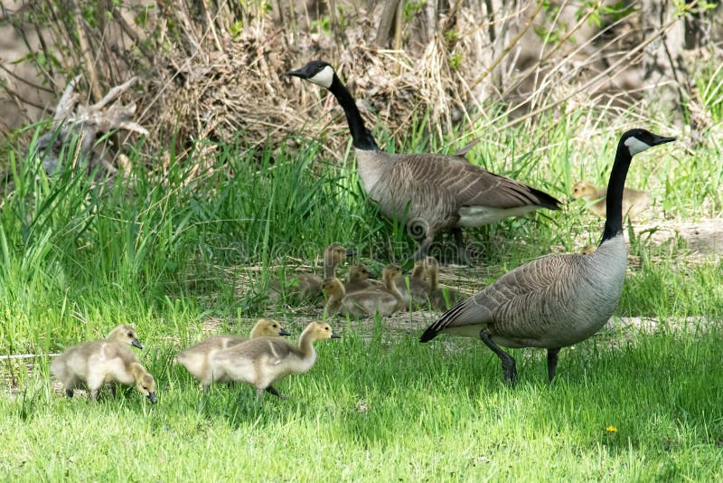 Canada Geese with Goslings. Stock Photo - Image of canada, grass: 71859566