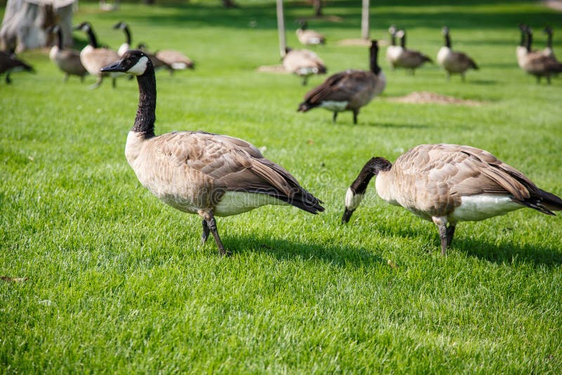 Canada Geese Grazing and Looking Stock Photo - Image of grass, wildlife ...