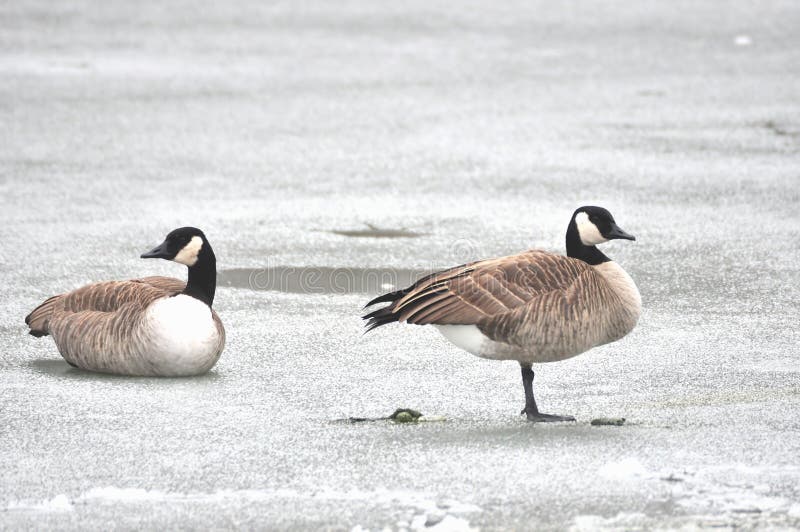 Canada Geese on Ice stock photo. Image of canada, geese - 29404456
