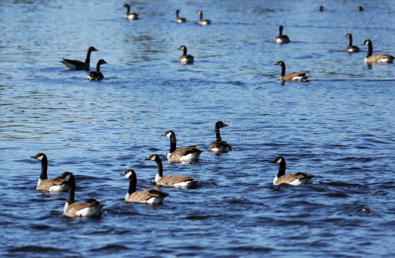 530 Canada Fall Geese Migration Stock Photos - Free & Royalty-Free ...