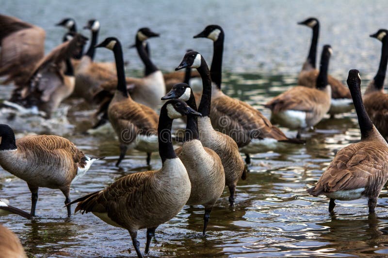 Canada Geese in the Lake stock photo. Image of mallard - 330114604