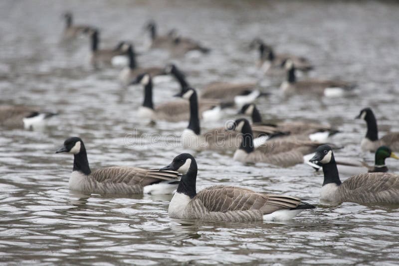 Canada Geese stock photo. Image of lots, wildlife, river - 57687314