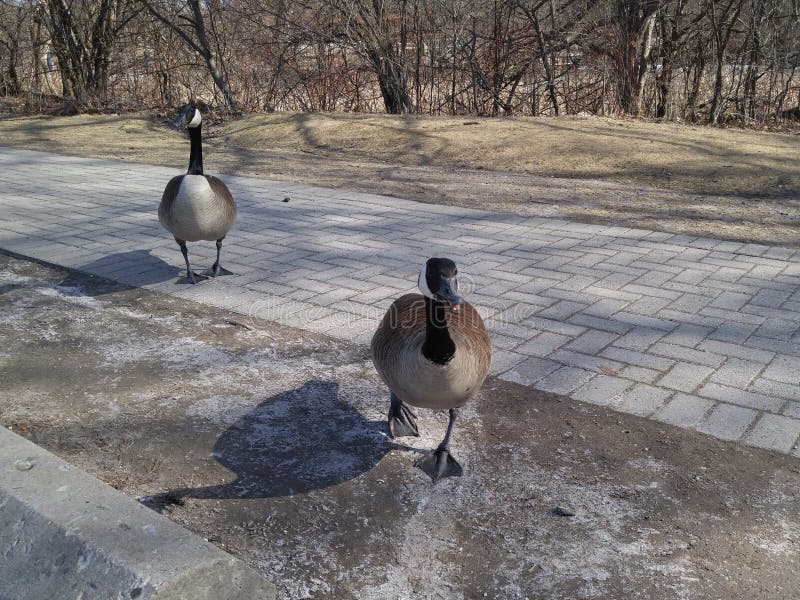 Canada Geese on the March stock image. Image of walking - 89623237