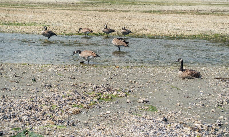 Canada Geese at Normandy Park Stock Image - Image of state, canada ...