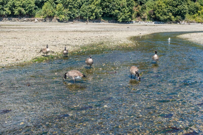 Canada Geese Normandy Park Stock Photos - Free & Royalty-Free Stock ...