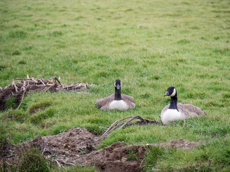 Canada Geese Pair. on Grass. Stock Image - Image of watching, canada ...