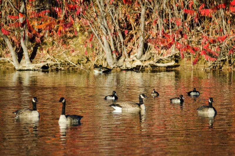 Canada Geese Resting on the Autumn Pond Stock Image - Image of black ...