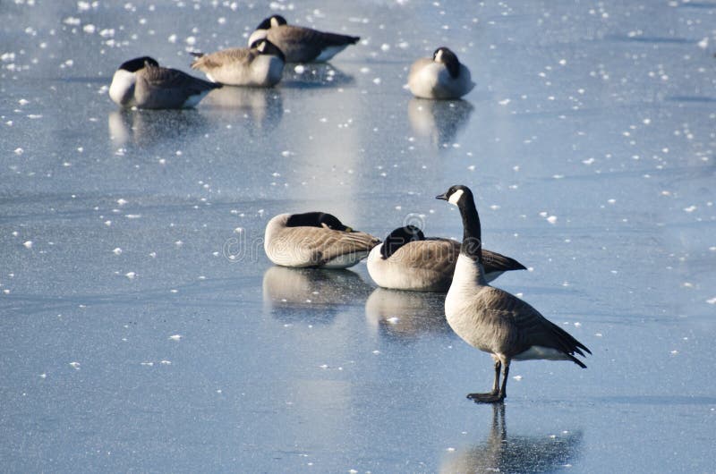 Canada Geese Resting on Frozen Lake Stock Photo - Image of canada, lake ...