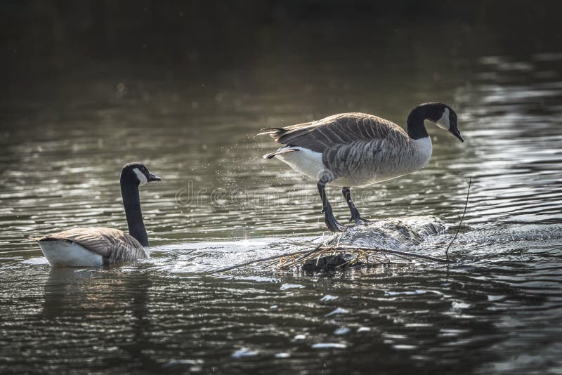 Canada Geese Searching To Build a Nest Stock Photo - Image of migration ...