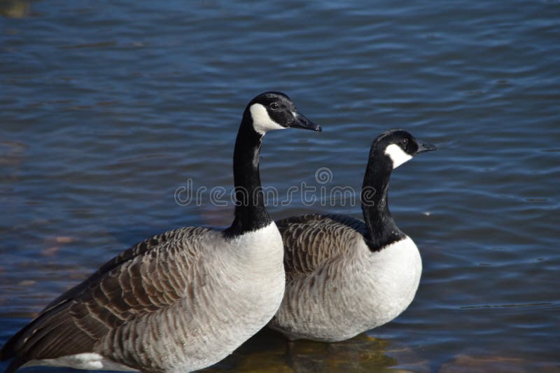 Canada Geese Side by Side stock photo. Image of wildlife - 368794964