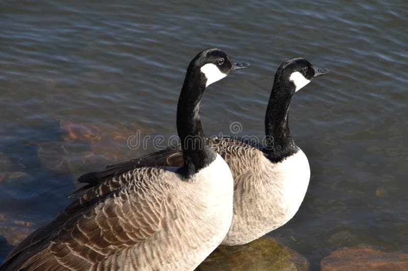 Canada Geese Side by Side stock image. Image of stone - 368795035