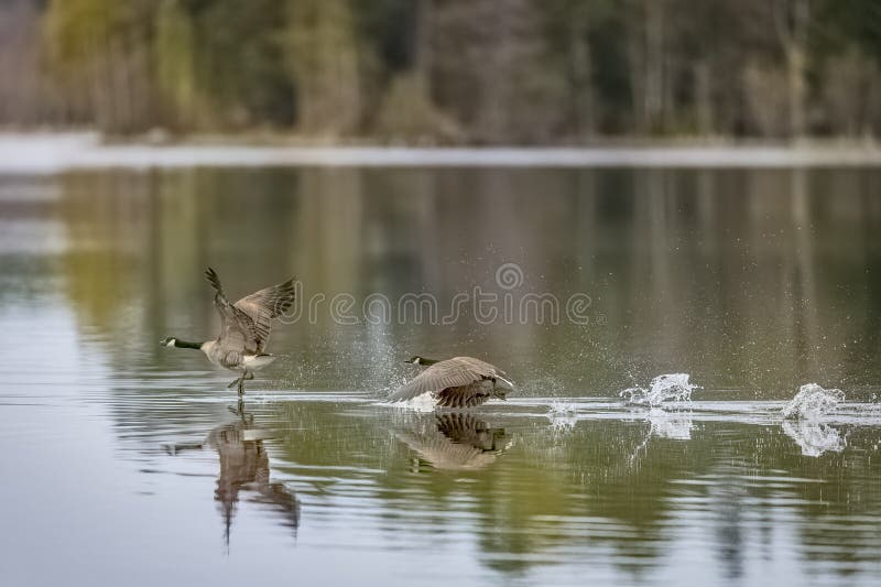 Canada Geese Soaring Above Water Stock Image - Image of avian, quiet ...