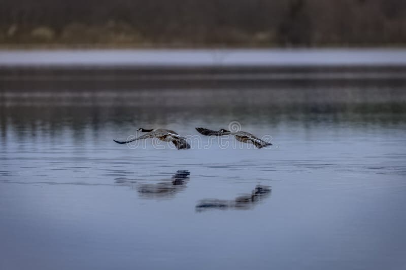 Canada Geese Soaring Above Water Stock Photo - Image of elegant ...