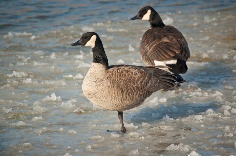Canada Geese Standing on a Frozen Pond Stock Image - Image of slush ...