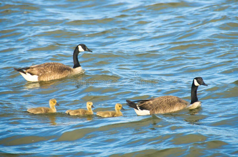 Canada Geese Swimming with Goslings Stock Image - Image of chic, child ...