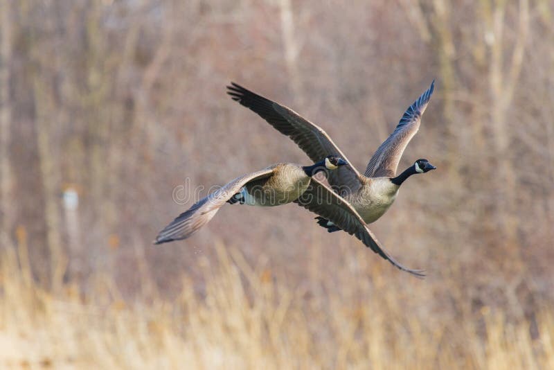 Canada Geese Taking Off a Lake in the Spring Stock Photo - Image of ...