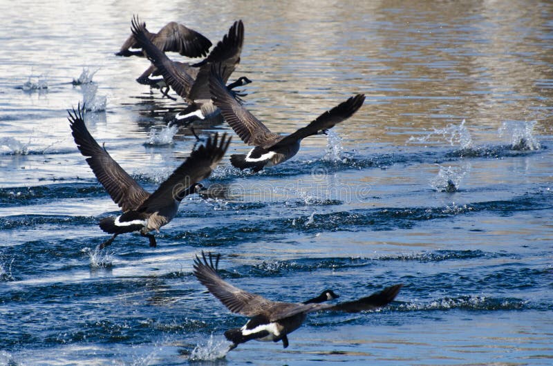 Canada Geese Taking Off from Water Stock Photo - Image of nature, water ...
