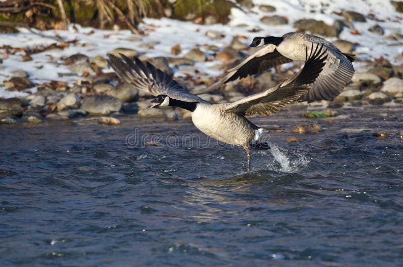 Canada Geese Taking Off from a Winter River Stock Image - Image of snow ...