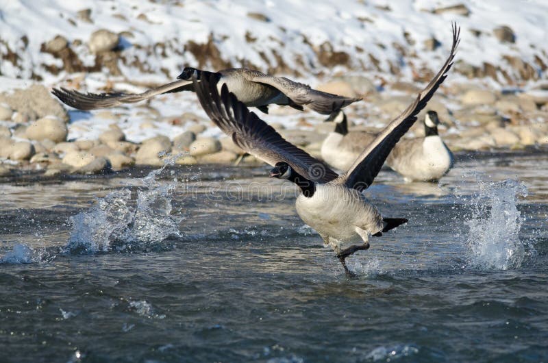 Canada Geese Taking Off from a Winter River Stock Photo - Image of ...