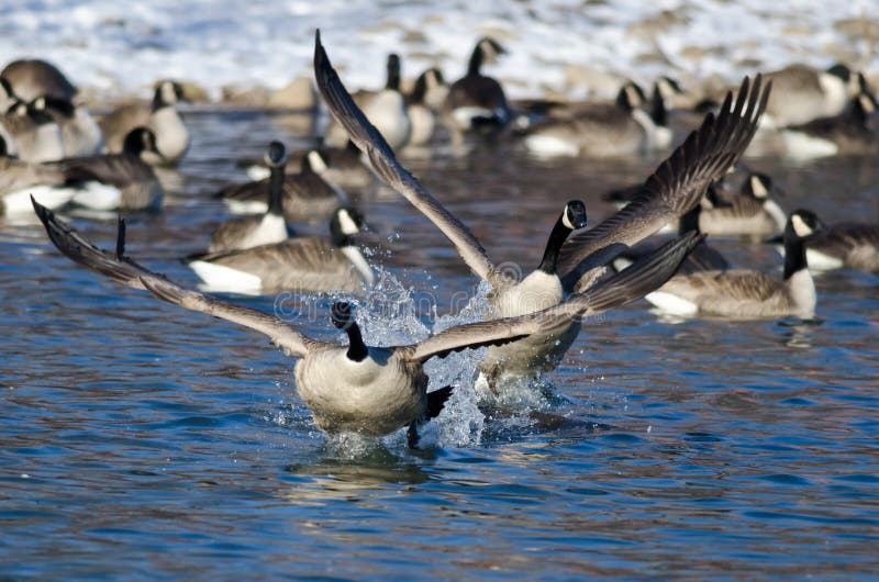 Canada Geese Taking Off from a Winter River Stock Photo - Image of snow ...