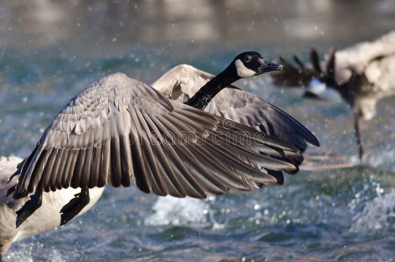 Canada Geese Taking To Flight from the River Stock Photo - Image of ...