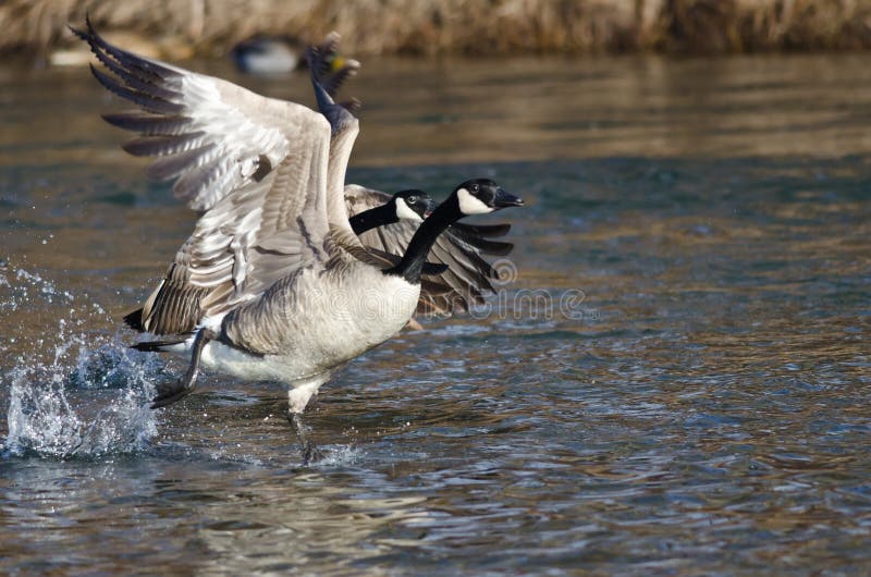 Canada Geese Taking To Flight from the River Stock Image - Image of ...