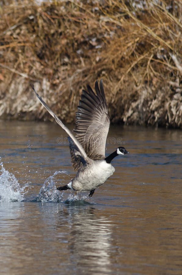 Canada Geese Taking To Flight from the River Stock Image - Image of ...