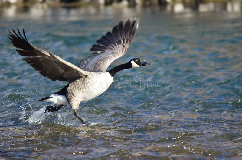 Canada Geese Taking To Flight from the River Stock Photo - Image of ...
