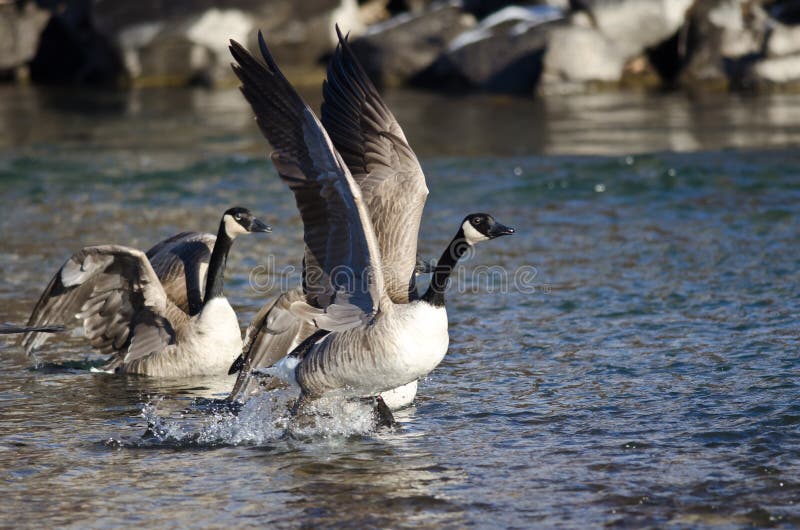 Canada Geese Taking To Flight from the River Stock Image - Image of ...