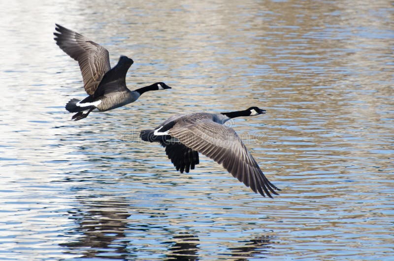 Canada Geese Taking To Flight Stock Photo - Image of lake, wildlife ...
