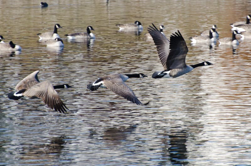 Canada Geese Taking To Flight from the Water Stock Photo - Image of ...
