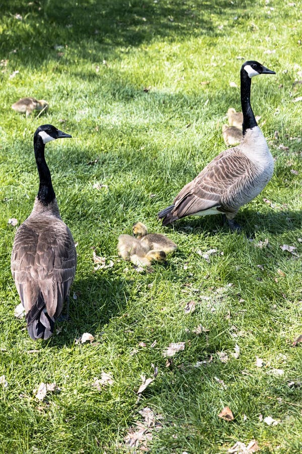 Canada Geese with Their Goslings on the Grass Stock Photo - Image of ...
