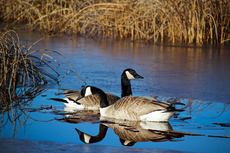 Canada Geese with Their Reflections in Water Stock Image - Image of ...