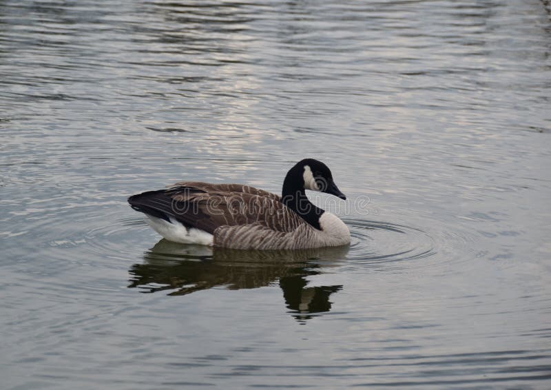 Canada Geese stock photo. Image of water, nature, waterfowl - 71689382
