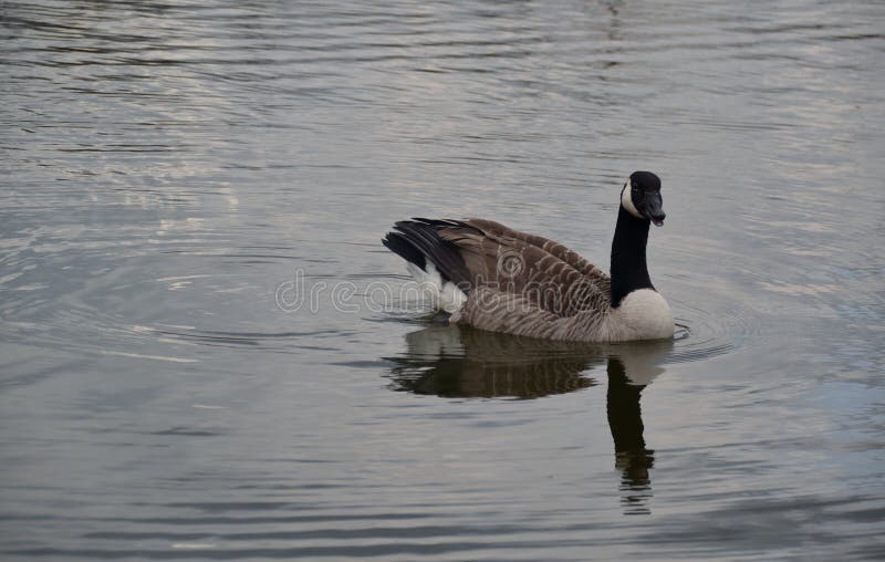 Canada Geese stock image. Image of flock, standing, wild - 71690325