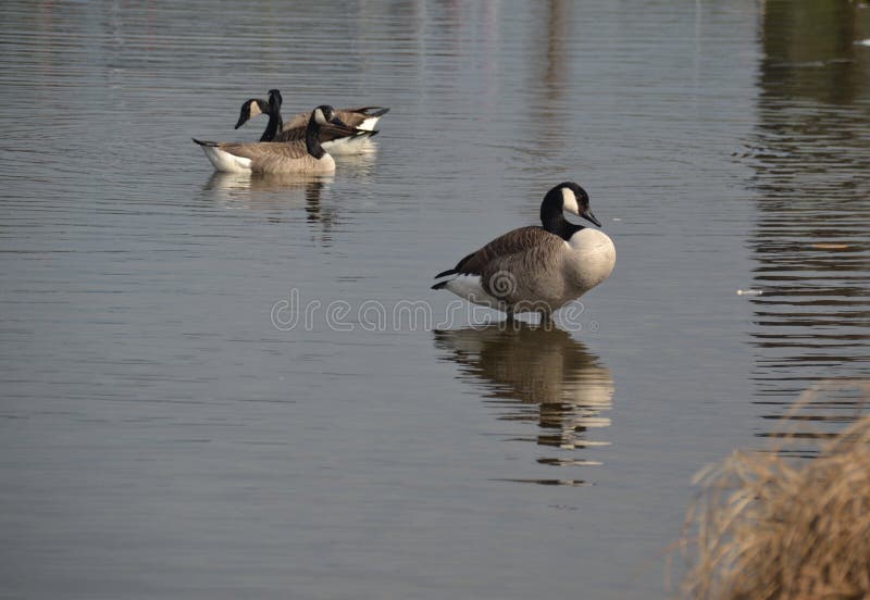 Canada Geese stock image. Image of goose, nature, fowl - 71705625