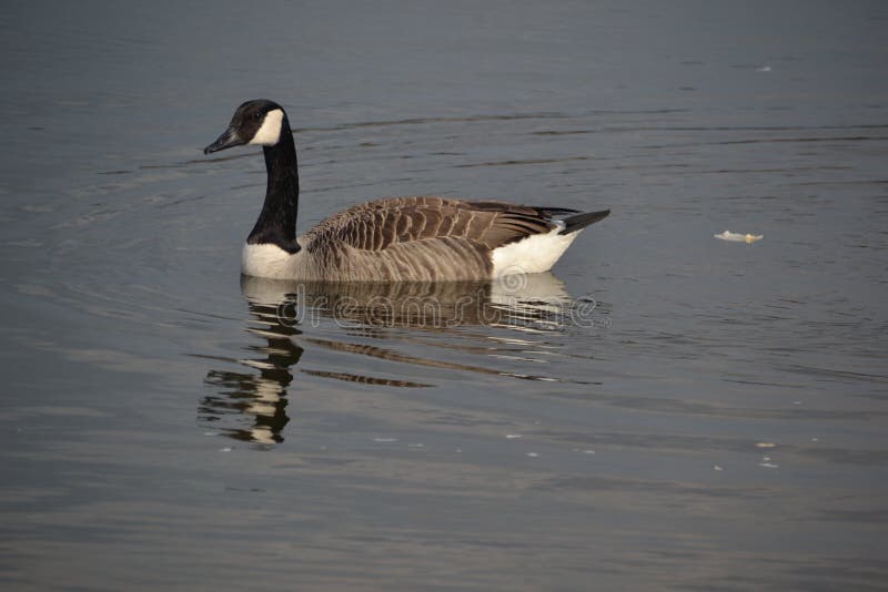 Canada Geese stock photo. Image of water, nature, waterfowl - 71689382