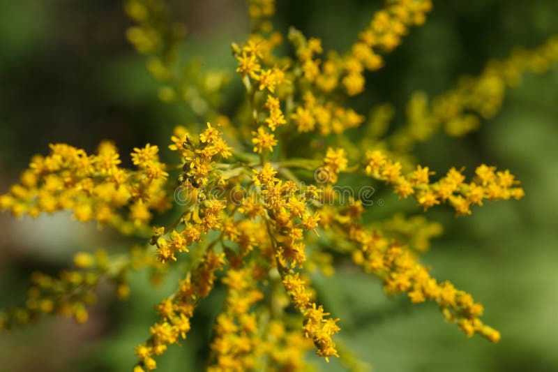 Solidago canadensis stock image. Image of solidago, wildflower - 119918439