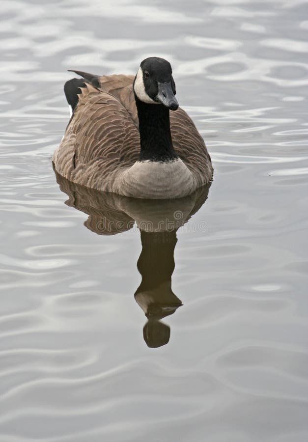 Canada Goose stock image. Image of gander, closeup, nature - 13310737