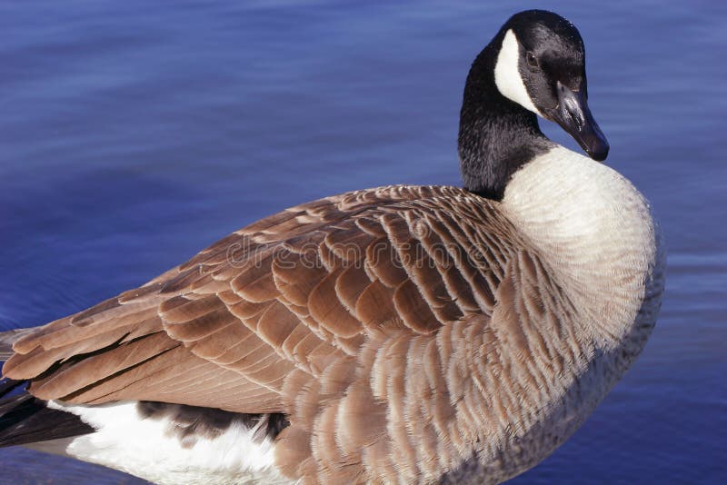 Canadian Goose Portrait stock photo. Image of birds, goslings - 45183484
