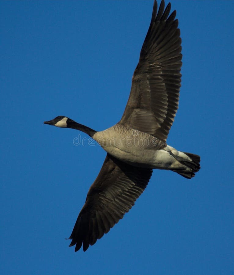 Canada Geese in Flight stock photo. Image of flying, formation - 350874